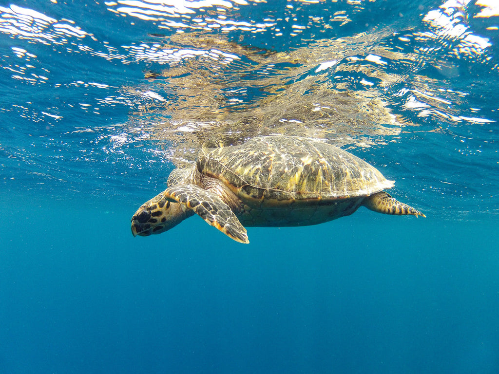 12 Tips To GoPro Like A Pro - With Matt Rissell — www.x-wear.com